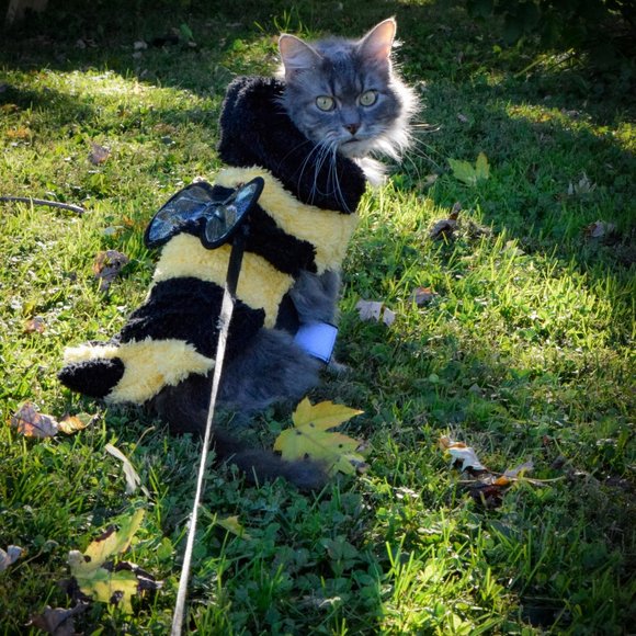 Cat | Bumblebee Cat Halloween Costume | Poshmark